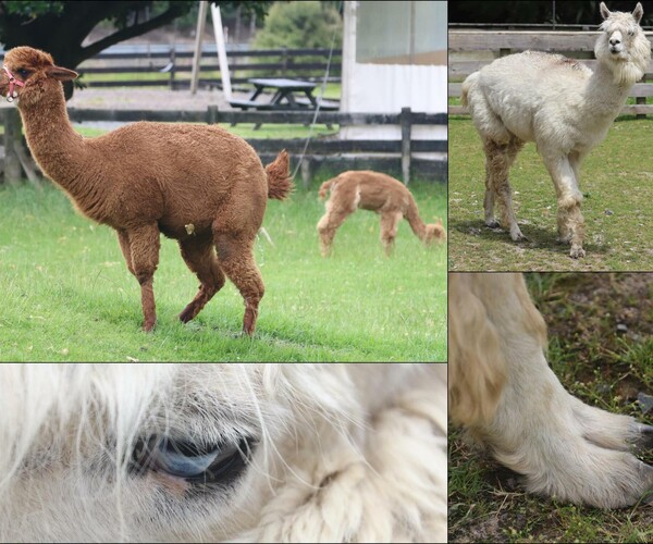 ArtStation - 81 photos of Alpaca | Resources