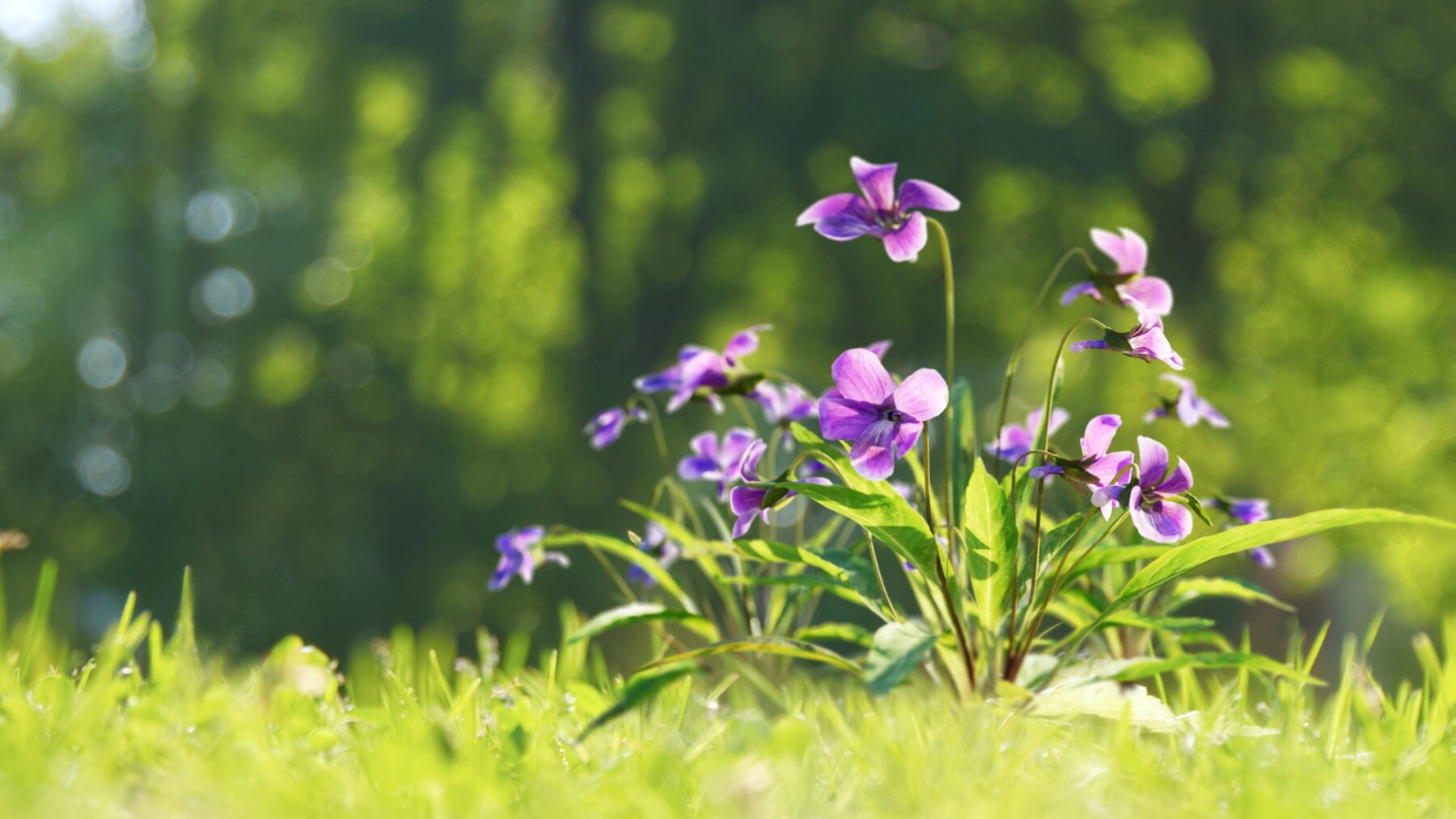 ArtStation - 3D Flower | Viola Philippica | VFX Grace | Game Assets