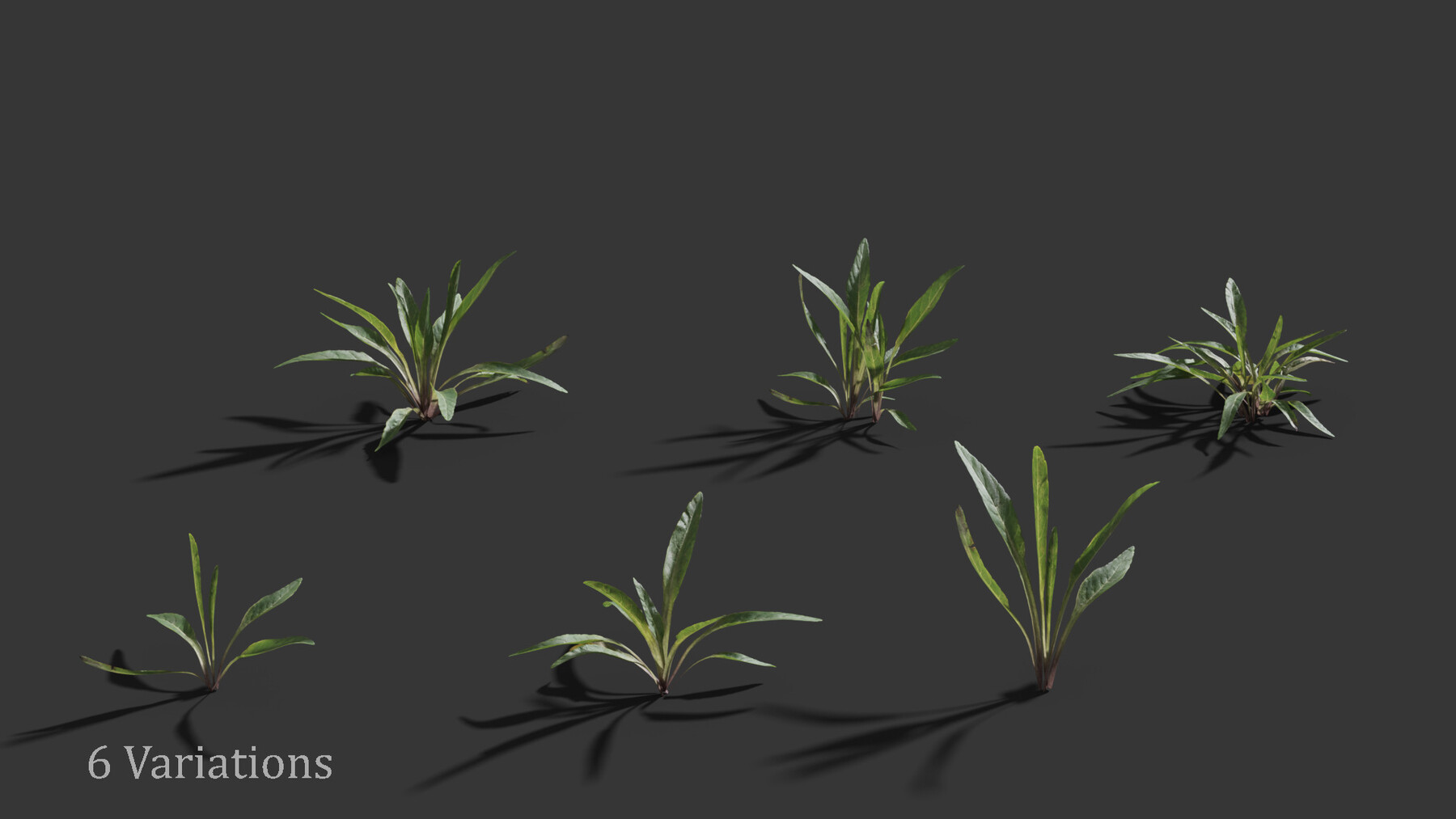 ArtStation - 3D Flower | Viola Philippica | VFX Grace | Game Assets