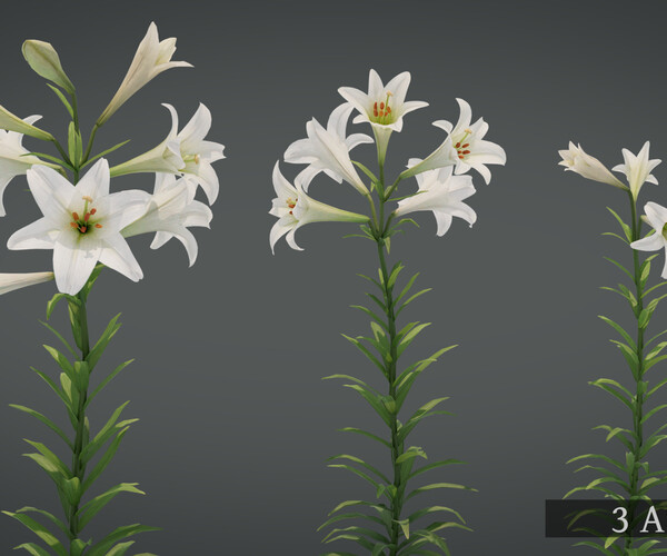 ArtStation - 3D Flower | Lily Flower | Game Assets