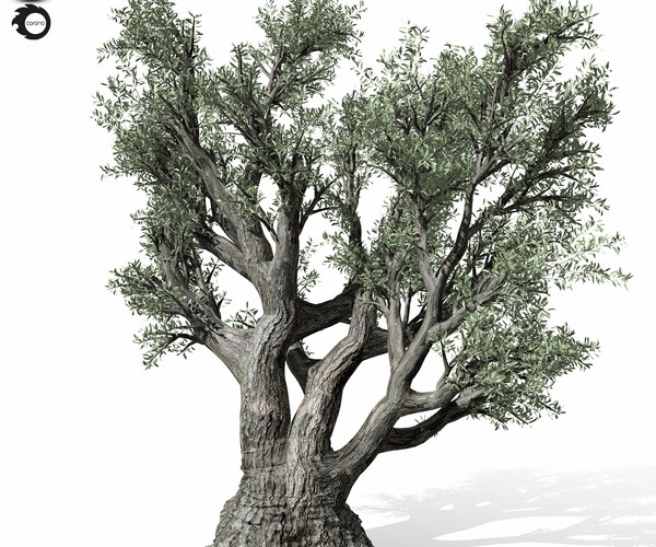ArtStation - 3D Assets: Collection of olive Trees | Resources