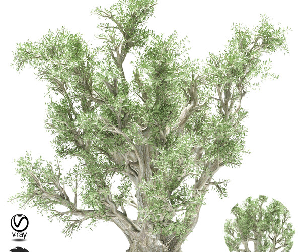 ArtStation - 3D Assets: Collection of olive Trees | Resources