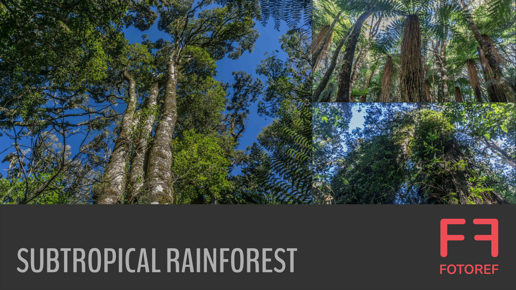 ArtStation - 296 photos of Subtropical Rainforest | Resources