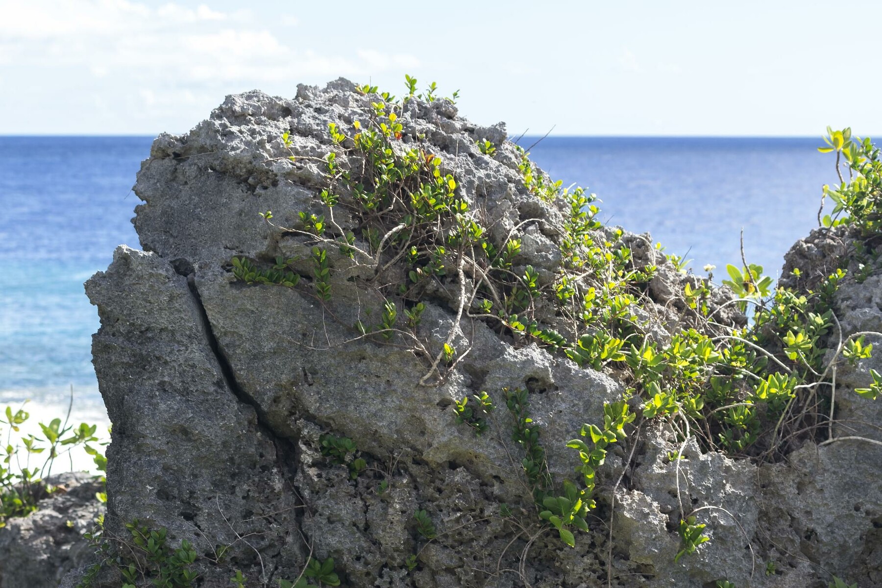 ArtStation - 160 photos of Coral Cliffs Cove | Resources