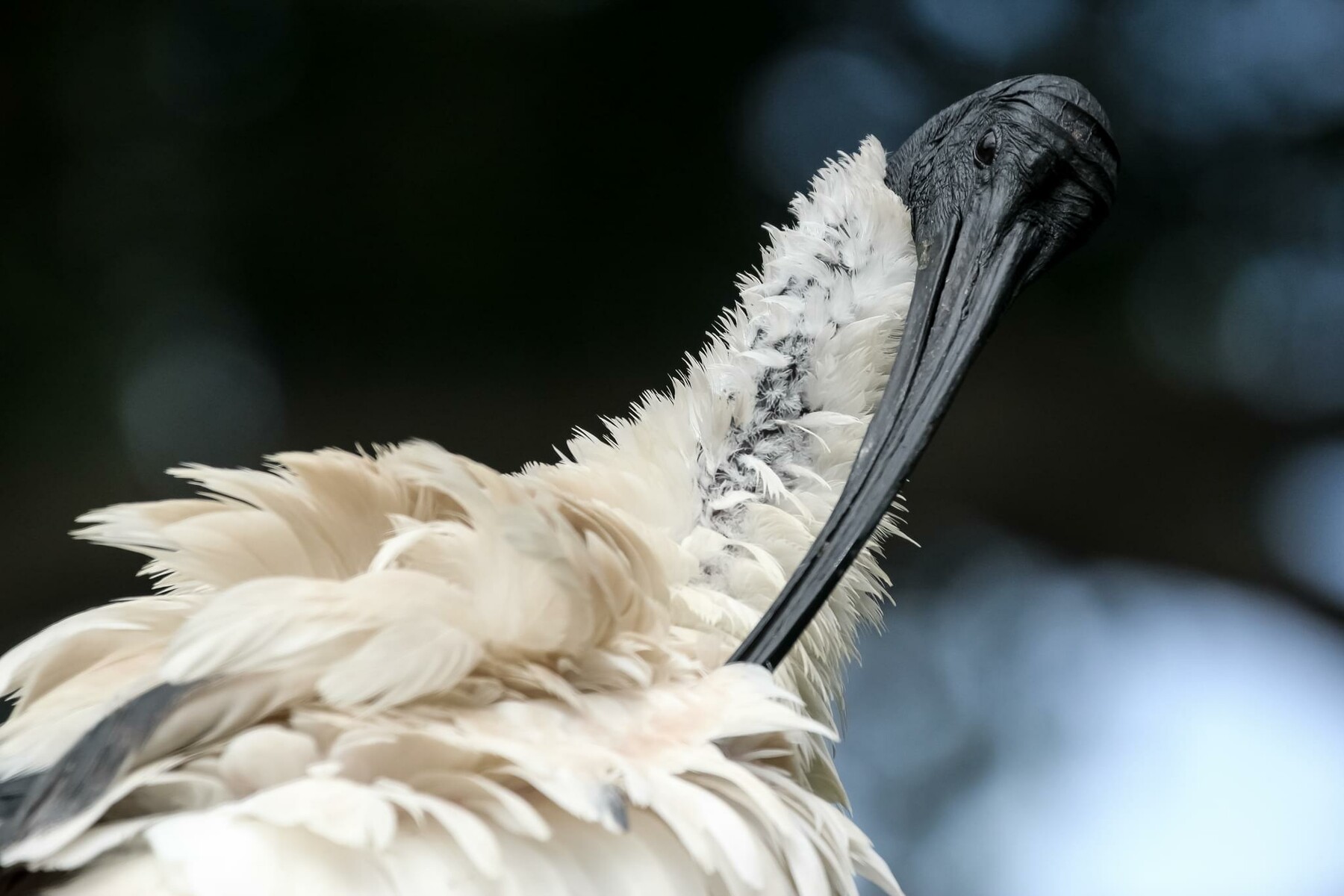ArtStation - 241 photos of Australian White Ibis | Resources