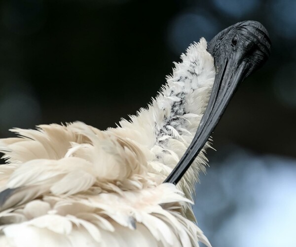 ArtStation - 241 photos of Australian White Ibis | Resources