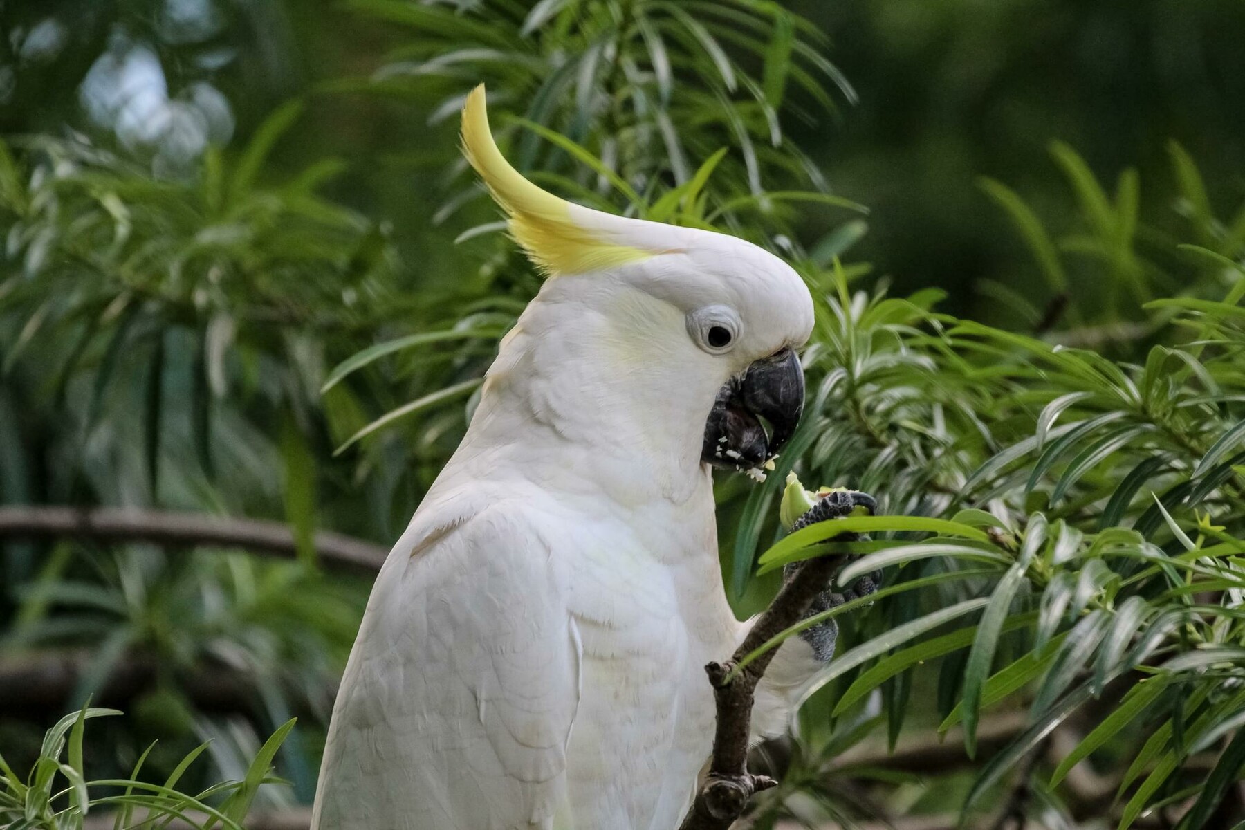 ArtStation - 42 photos of Sulfur-Crested Cockatoo | Resources