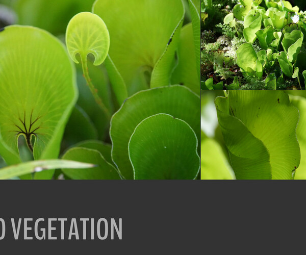 ArtStation - 157 photos of Macro Vegetation | Resources