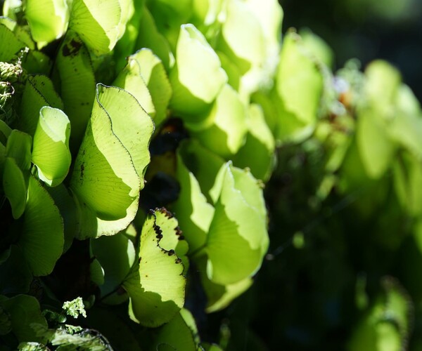 ArtStation - 157 photos of Macro Vegetation | Resources