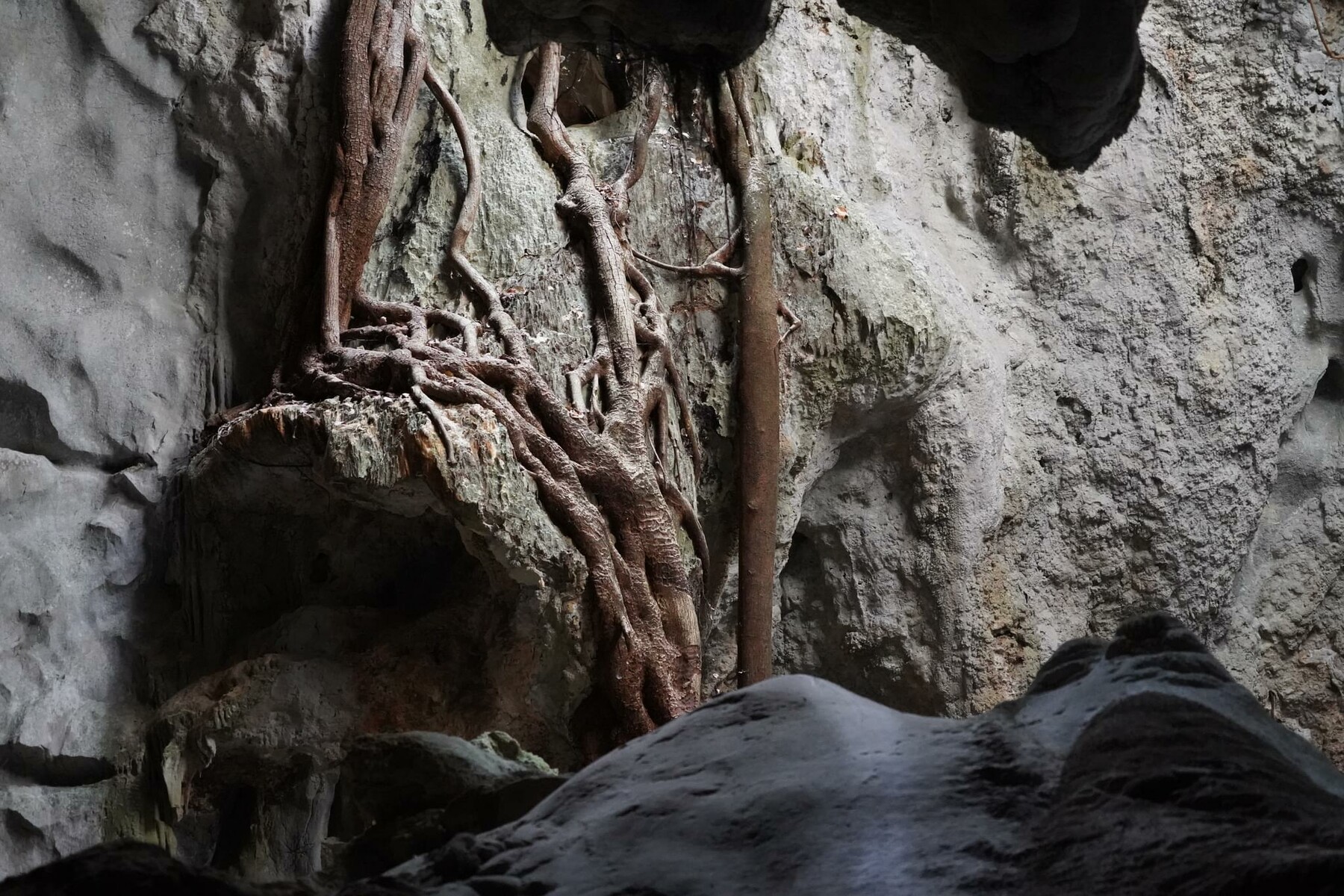 ArtStation - 212 photos of Green Algae Covered Open Cave Domes | Resources