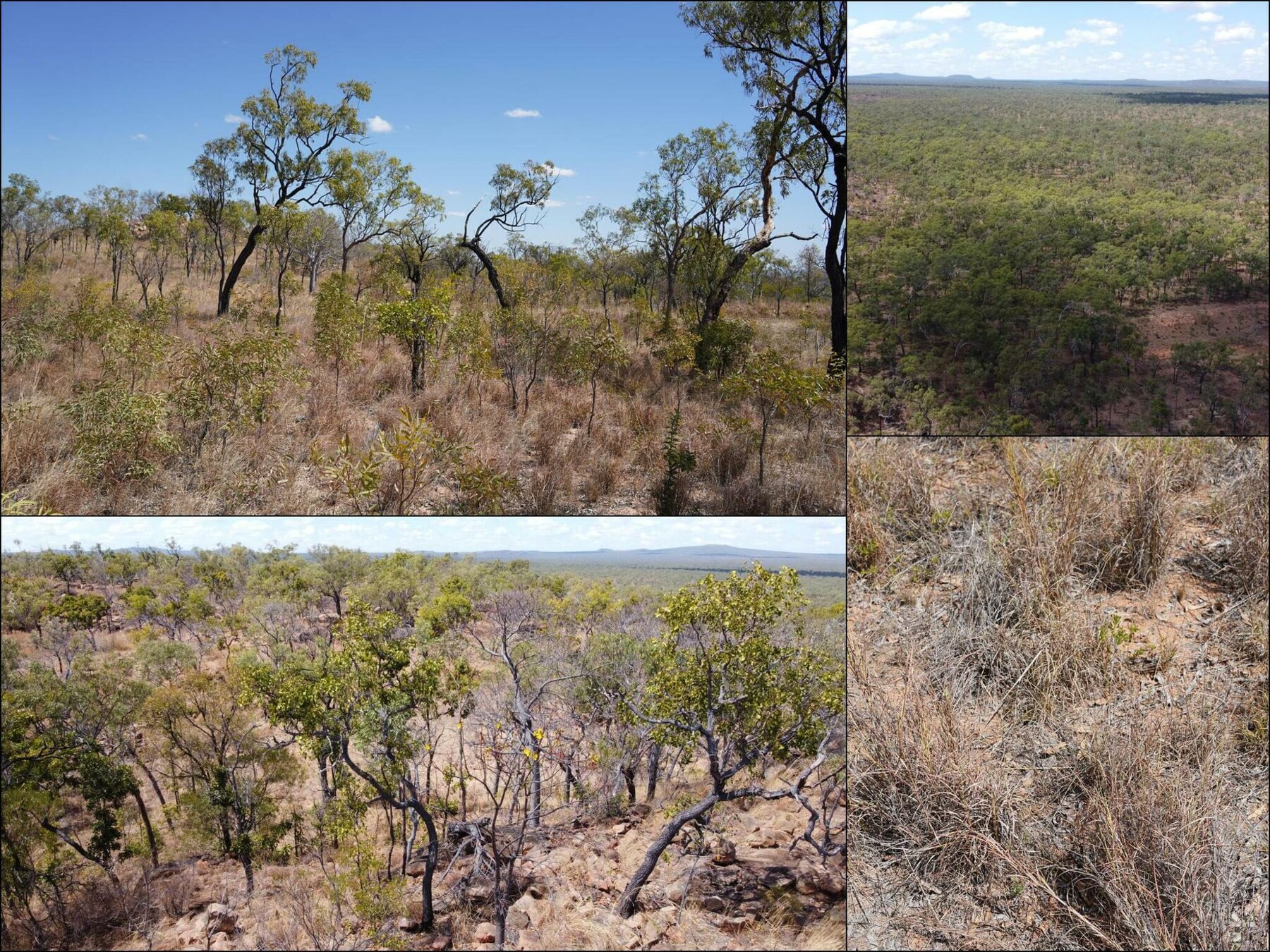 ArtStation - 242 photos of Australian Bush Savannah | Resources