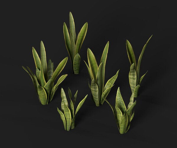 ArtStation - Snake Plant | Game Assets