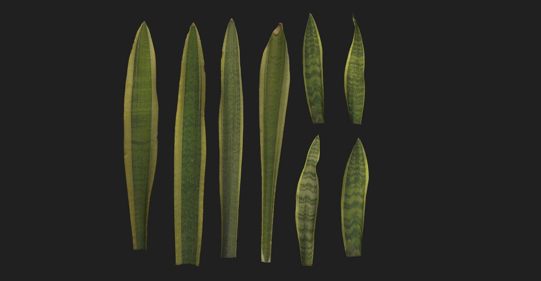 ArtStation - Snake Plant | Game Assets