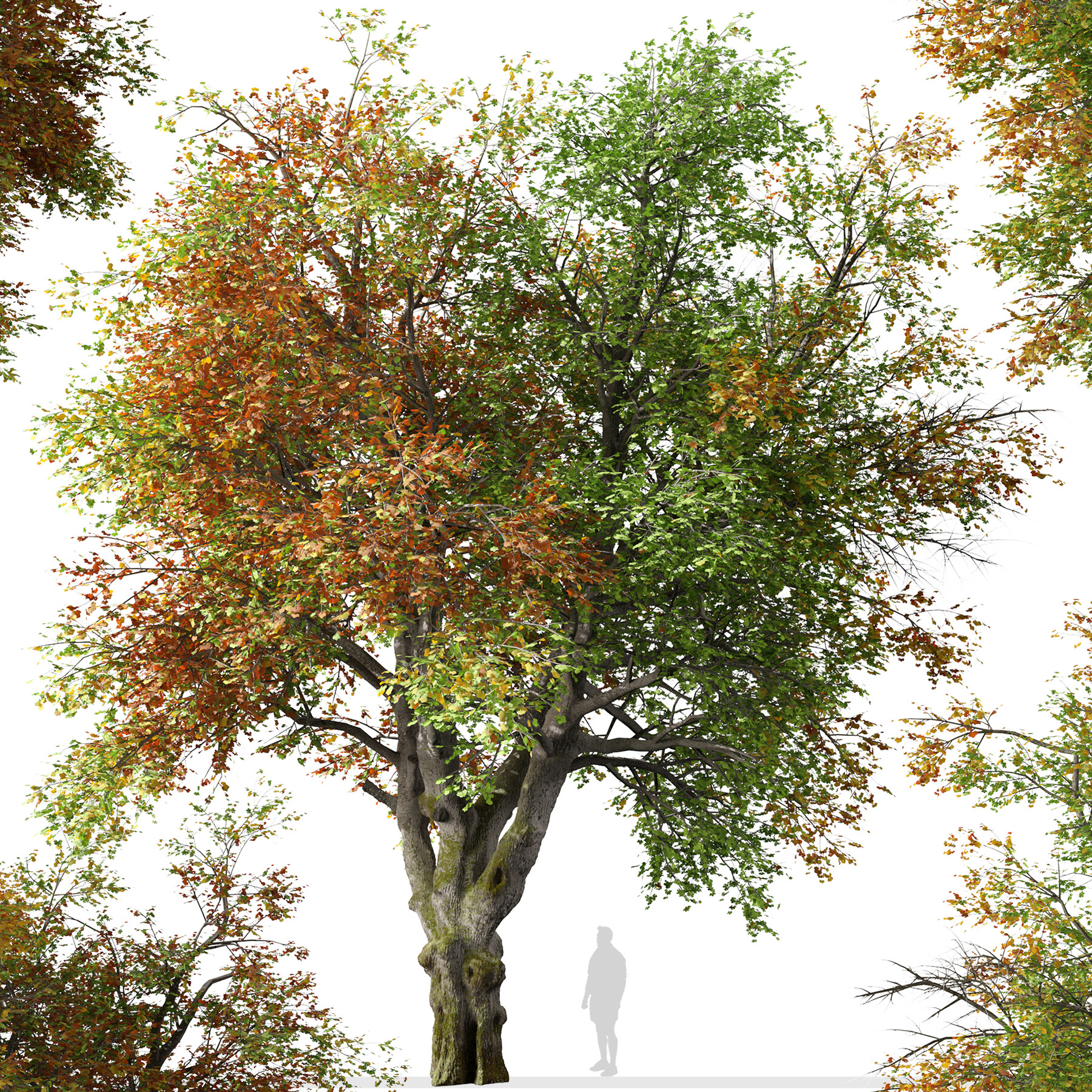 ArtStation - Set of Italian maple Tree ( Acer Opalus ) ( 2 Trees ...