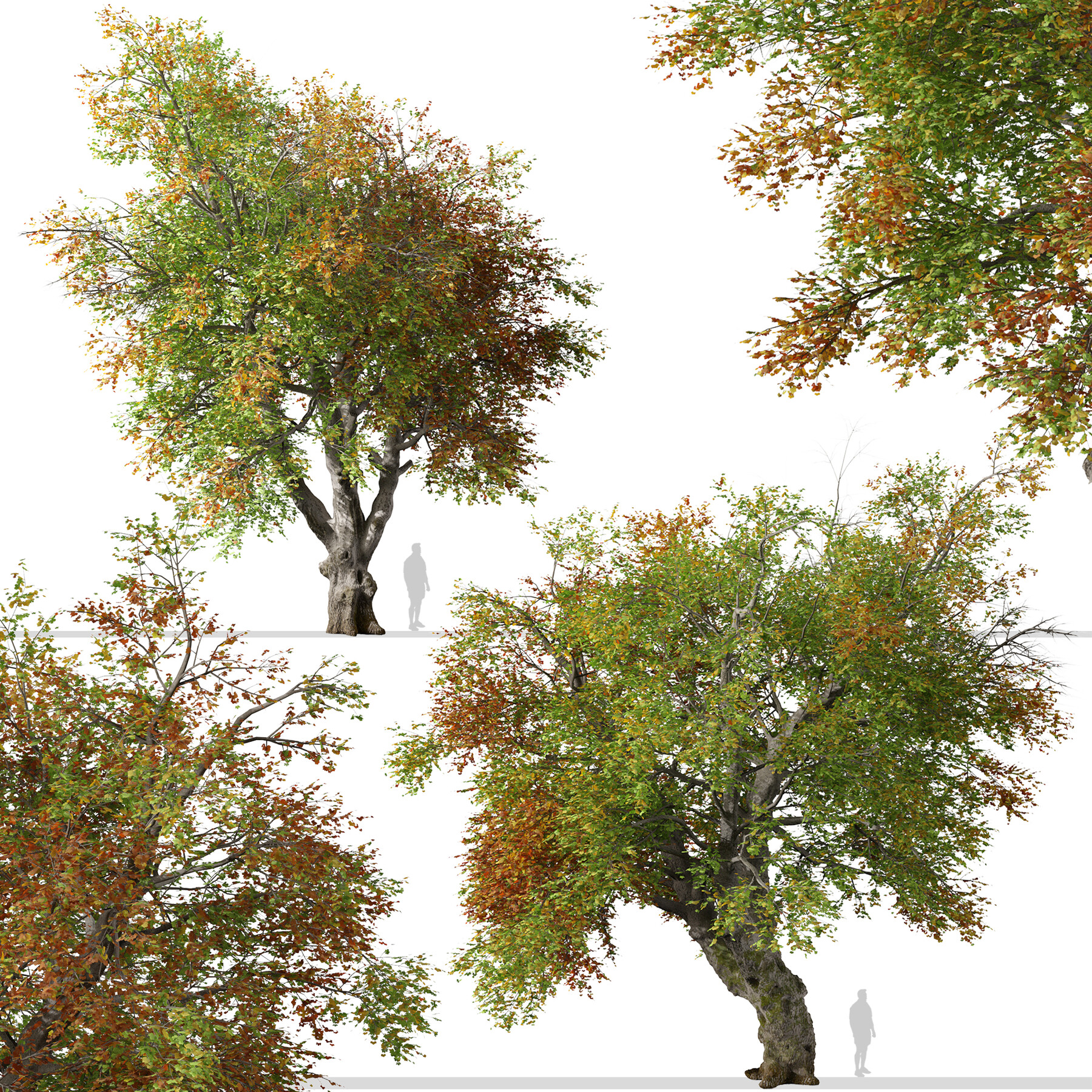 ArtStation - Set of Italian maple Tree ( Acer Opalus ) ( 2 Trees ...