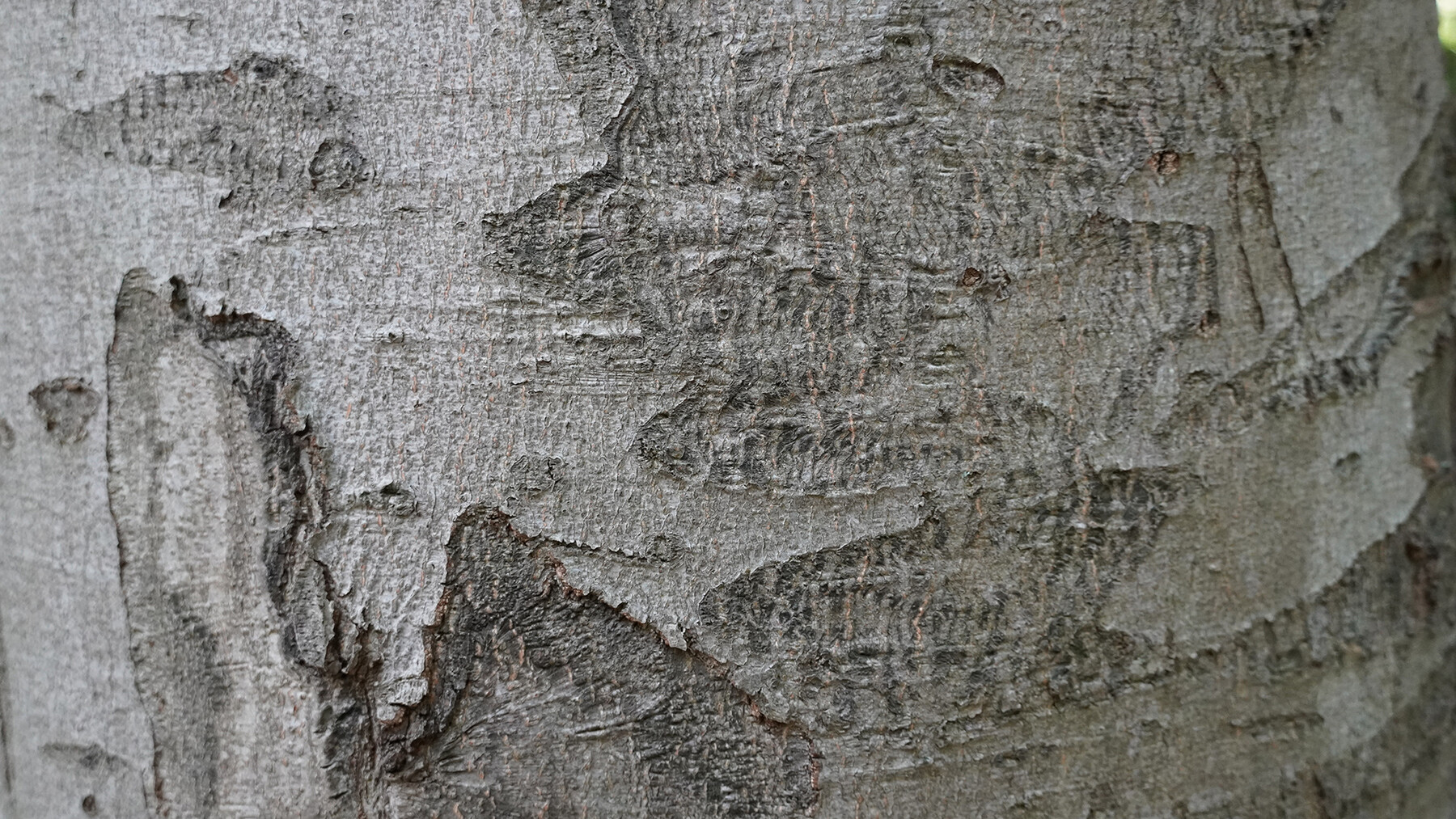 ArtStation - One Day in the Woods vol. 01 Forest Reference Pack | Resources