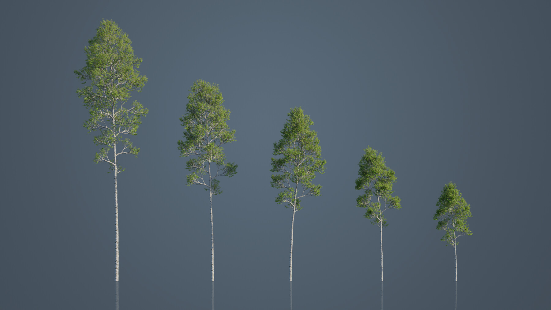 ArtStation - Common Birch Trees | Game Assets