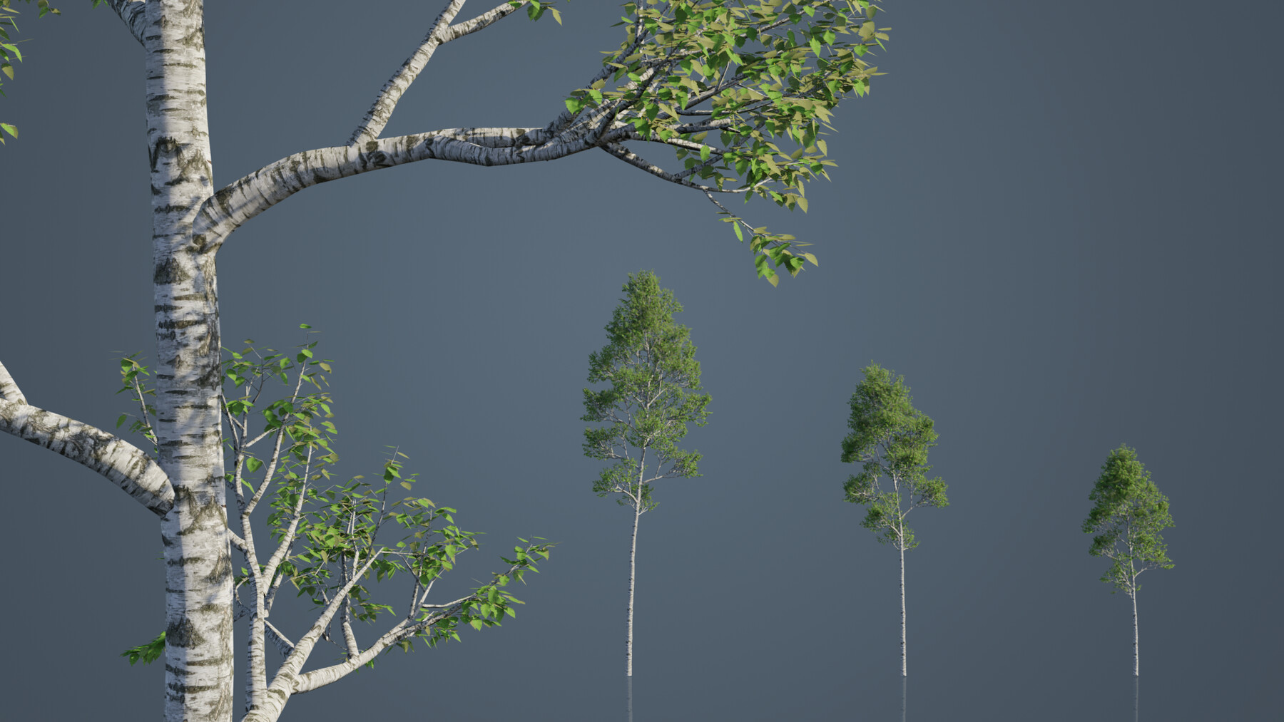 ArtStation - Common Birch Trees | Game Assets