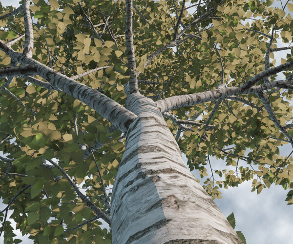 ArtStation - Common Birch Trees | Game Assets