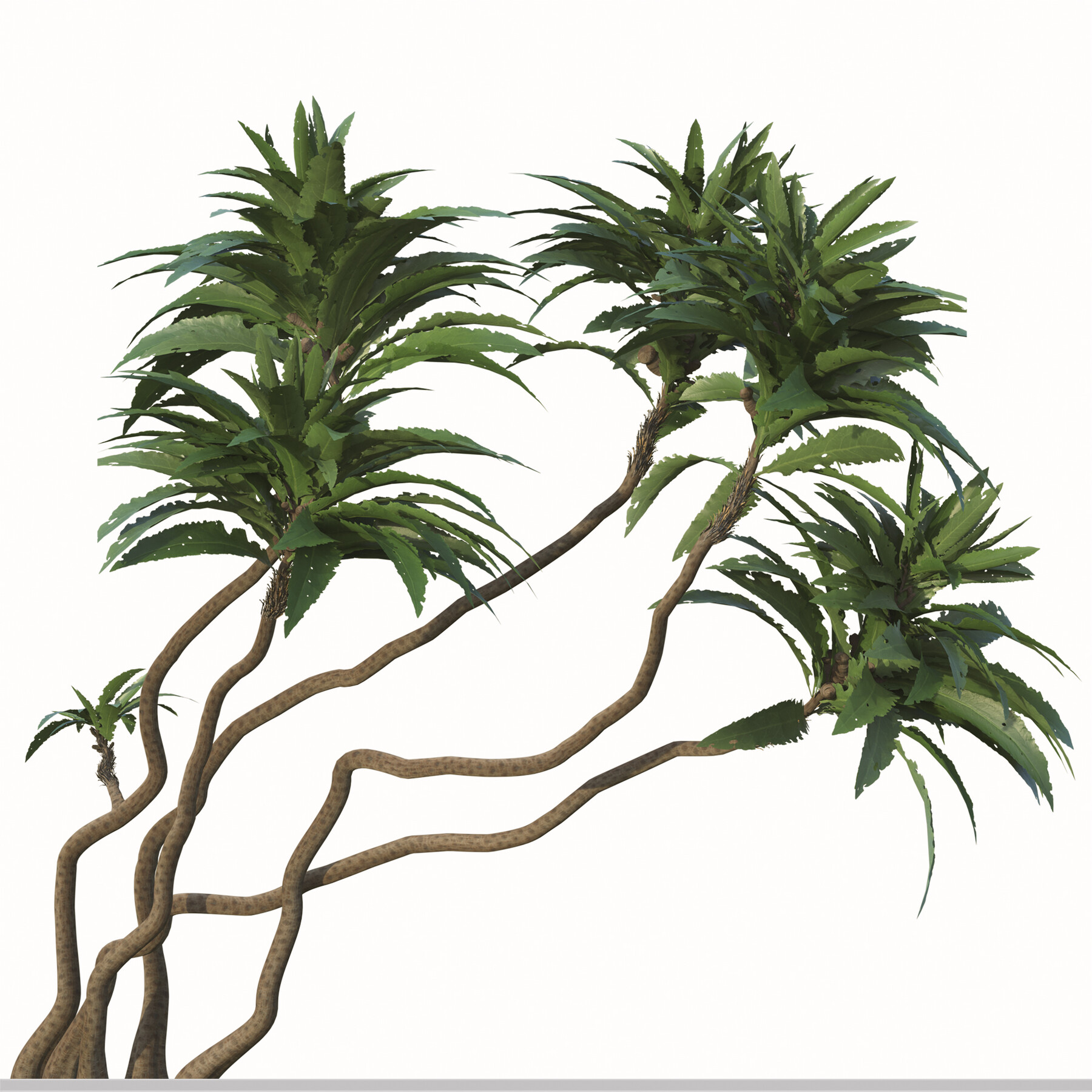 ArtStation - Set of Ficus pseudopalma Trees (Philippine fig) (2 Trees ...