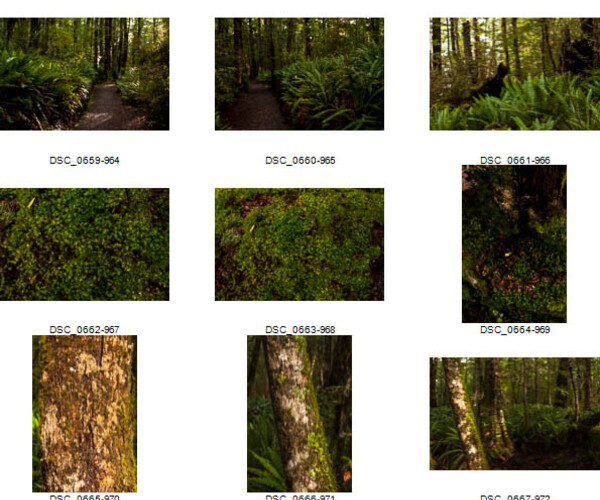 ArtStation - NZ Reference Pack - Rainforest & Foliage - 400+ Royalty ...