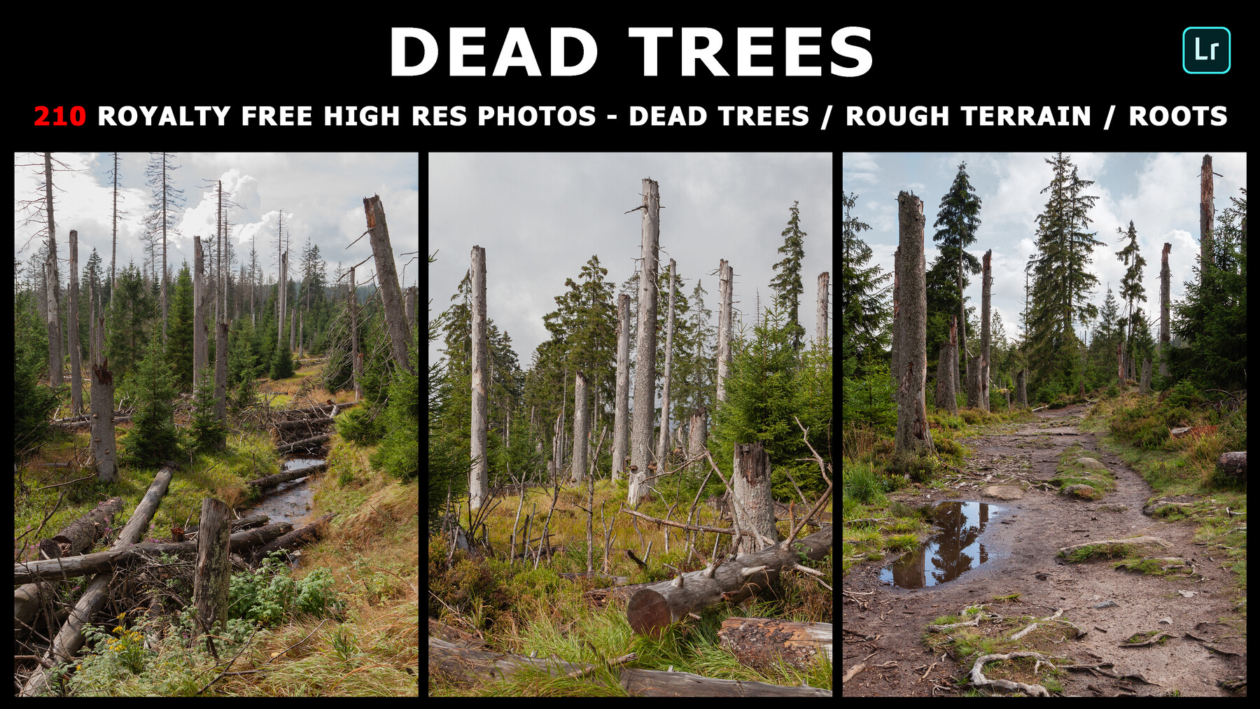 ArtStation - Dead Trees Pack | Resources
