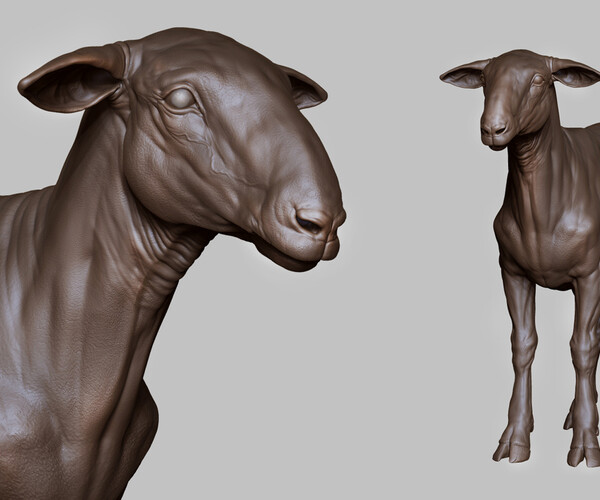 ArtStation - SHEEP - sculpt/retopology/uvs | Resources