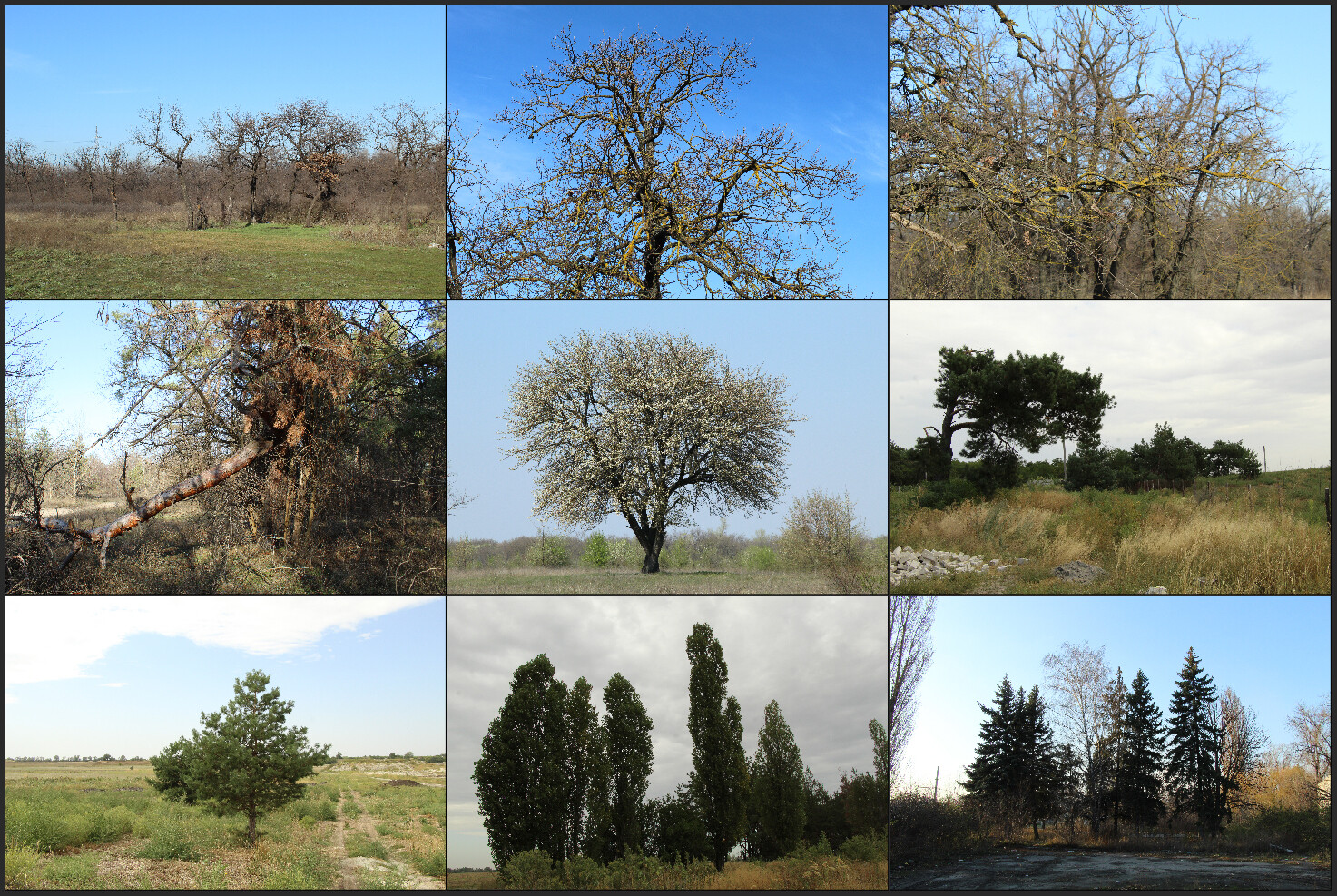 ArtStation - Trees Pack | Resources