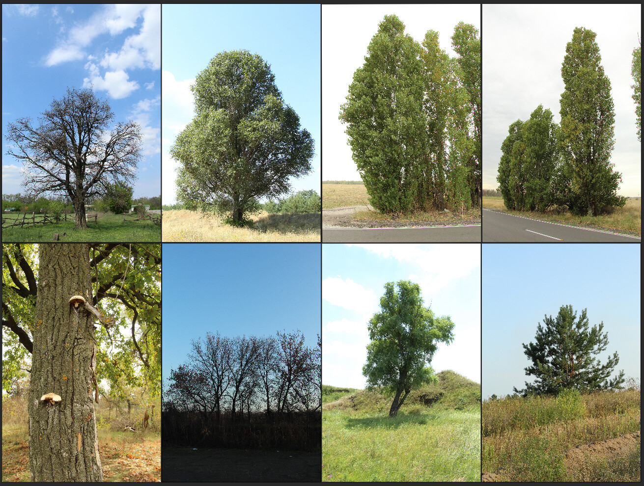 ArtStation - Trees Pack | Resources