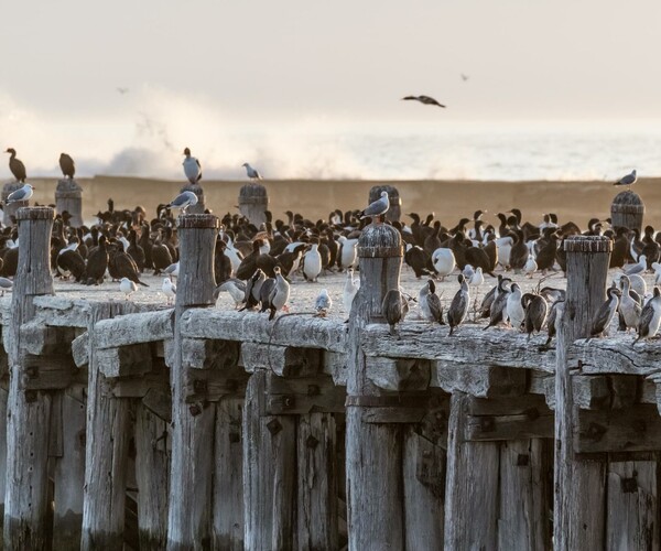 ArtStation - 59 photos of Pier Bird Colony | Resources