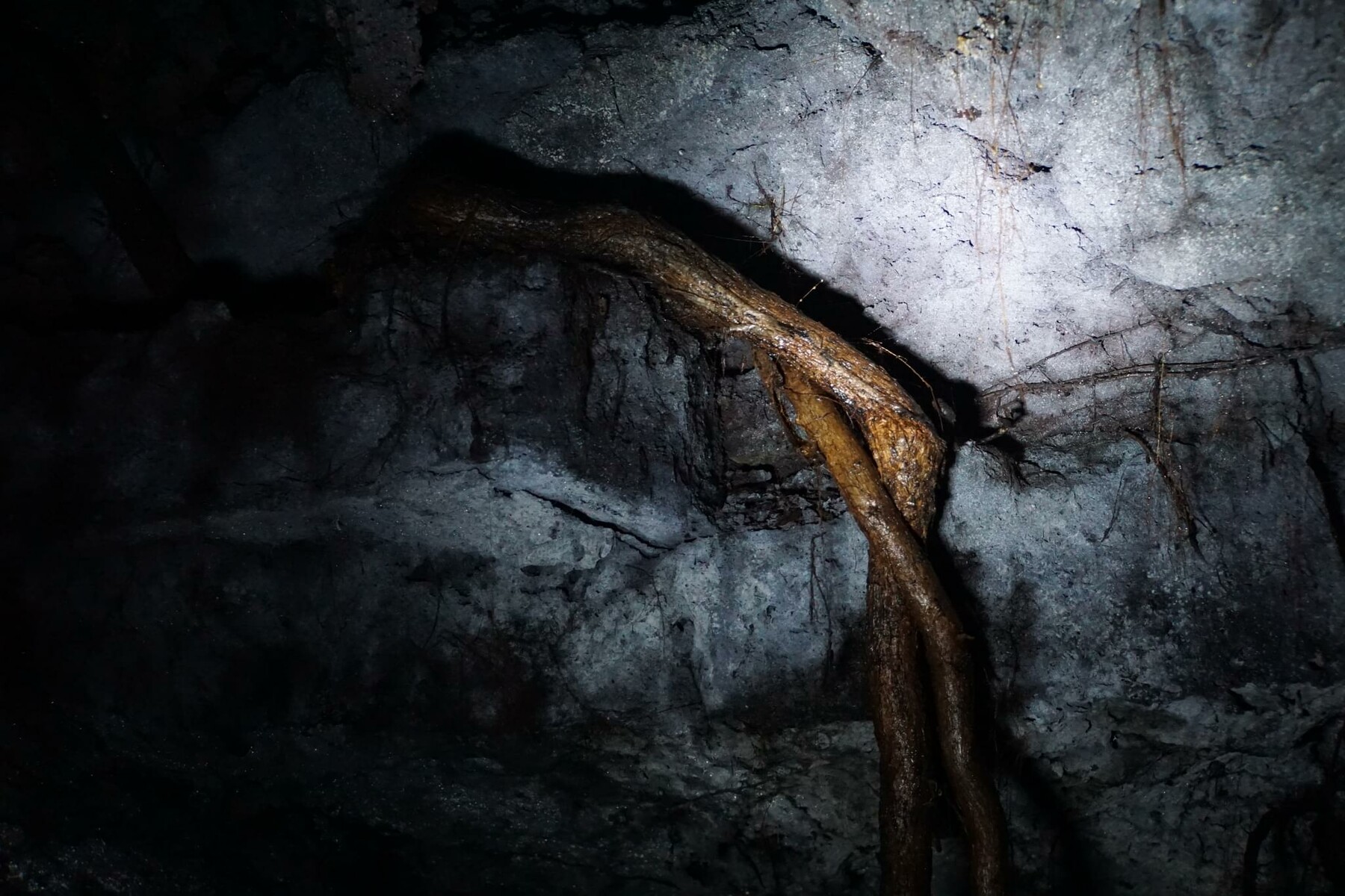 ArtStation - 200 photos of Cave Tree Roots | Resources