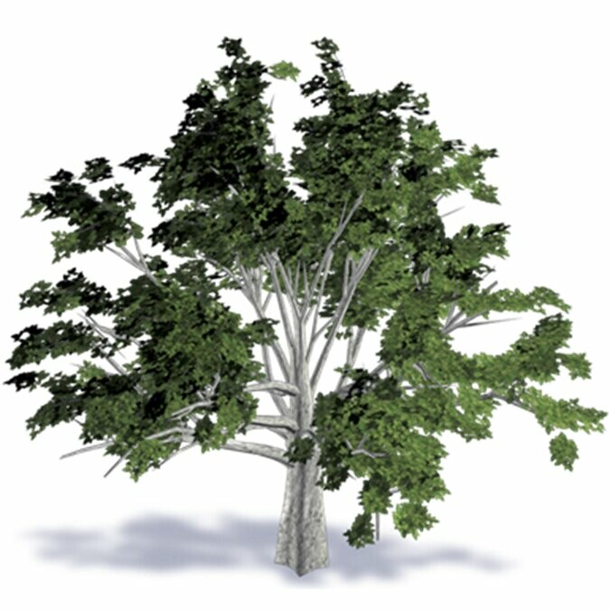 ArtStation - Resource-Plant Beech | Resources