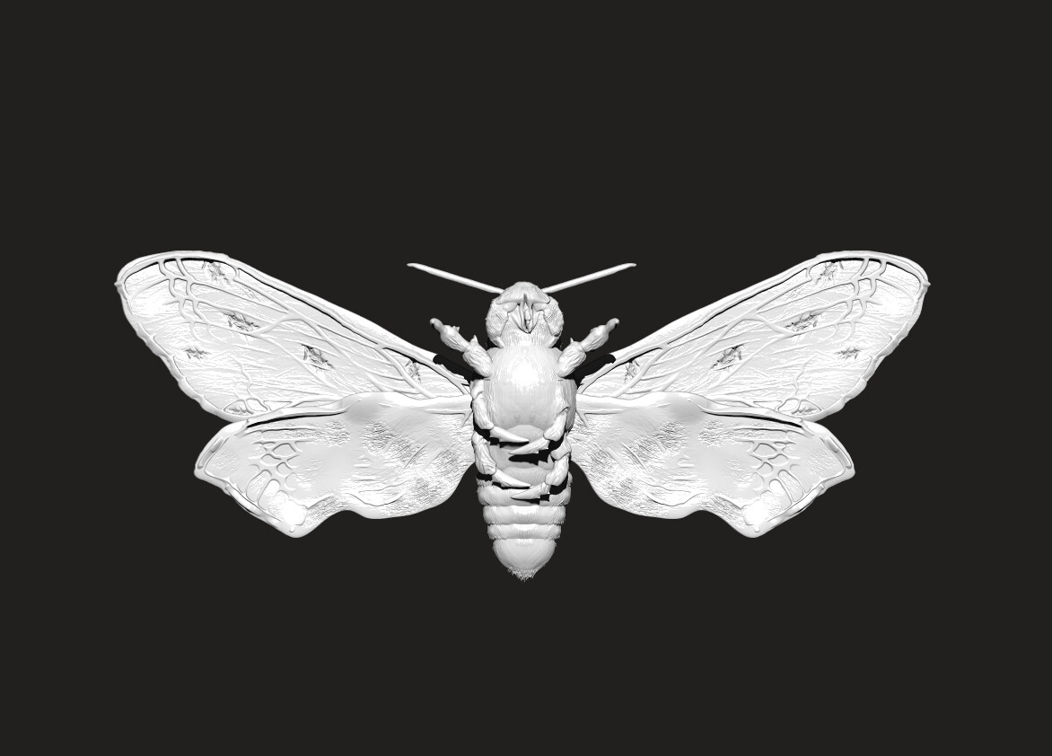 ArtStation - Death Head Hawk Moth Skull Fantasy Creature | Resources