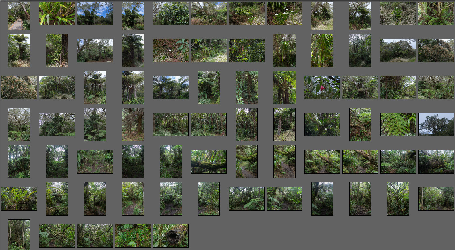 ArtStation - Tropical Forest Texture PACK | Resources