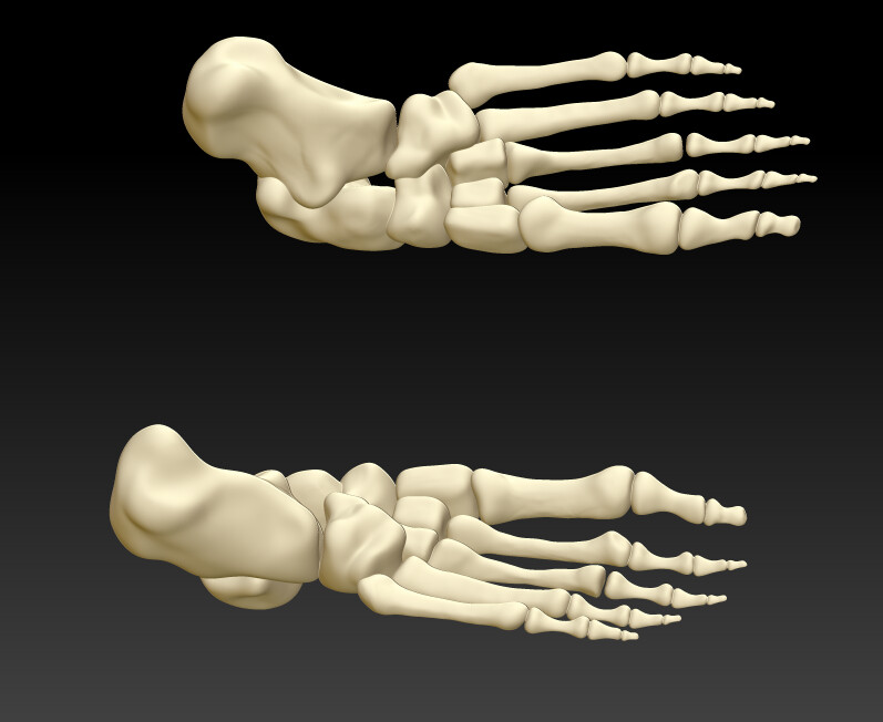 ArtStation - Human foot 3D model, human foot structure 3D printing ...