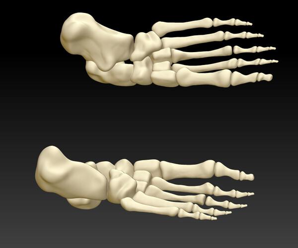 ArtStation - Human foot 3D model, human foot structure 3D printing ...