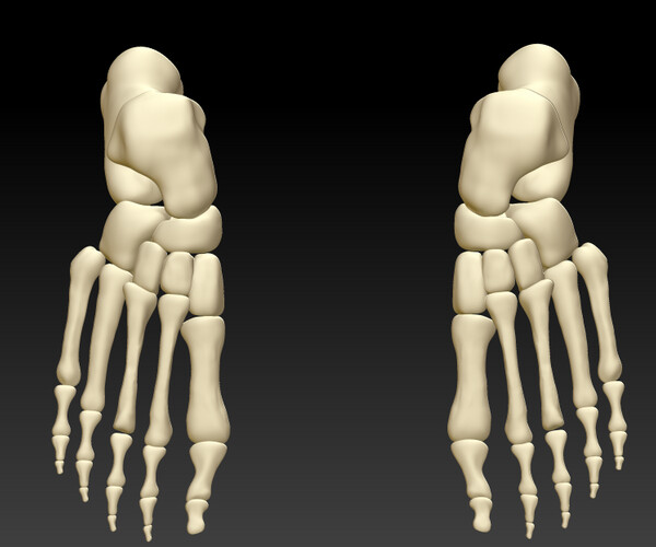ArtStation - Human foot 3D model, human foot structure 3D printing ...