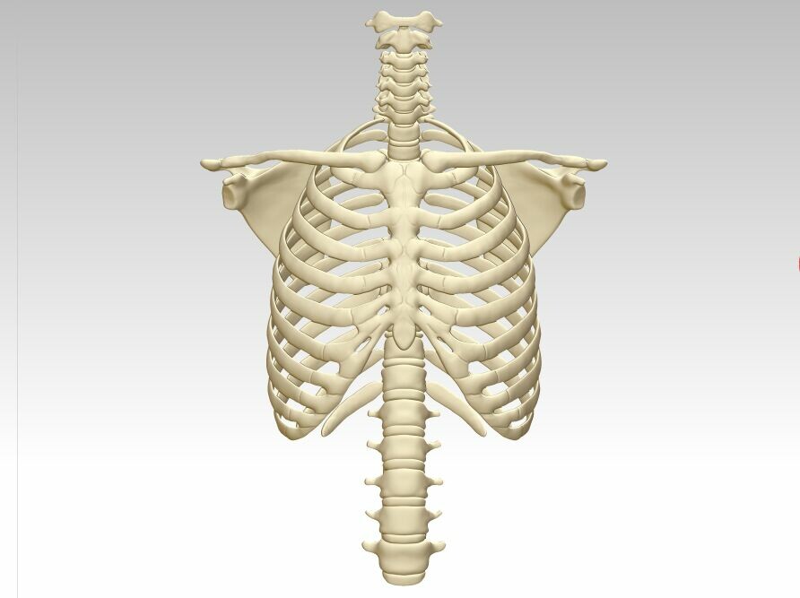 ArtStation - 3D printing and downloading of human sternum structure ...