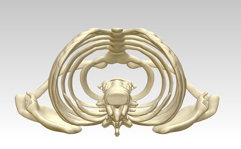 ArtStation - 3D printing and downloading of human sternum structure ...
