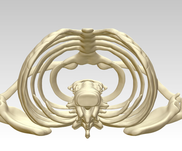 ArtStation - 3D printing and downloading of human sternum structure ...