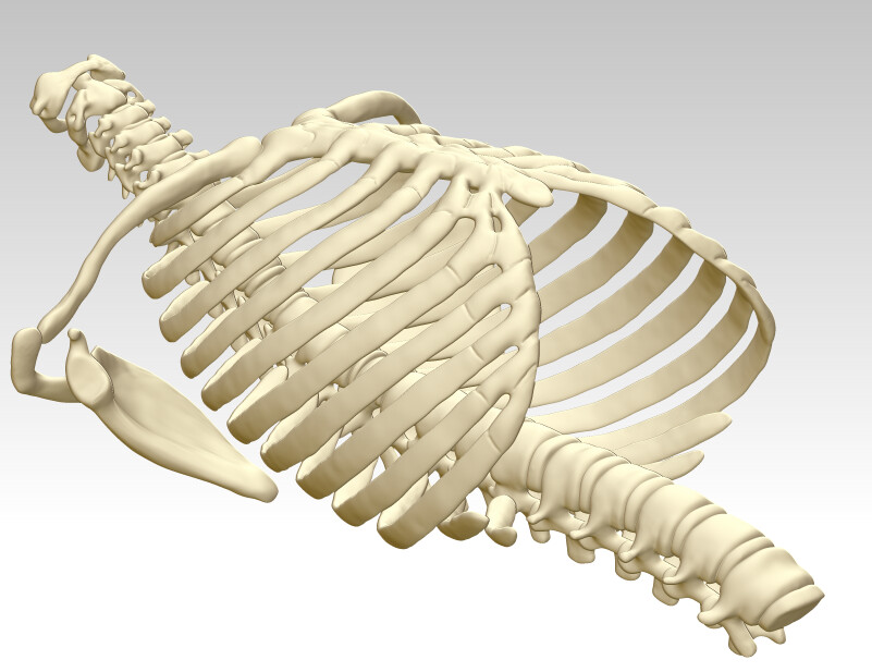 ArtStation - 3D printing and downloading of human sternum structure ...