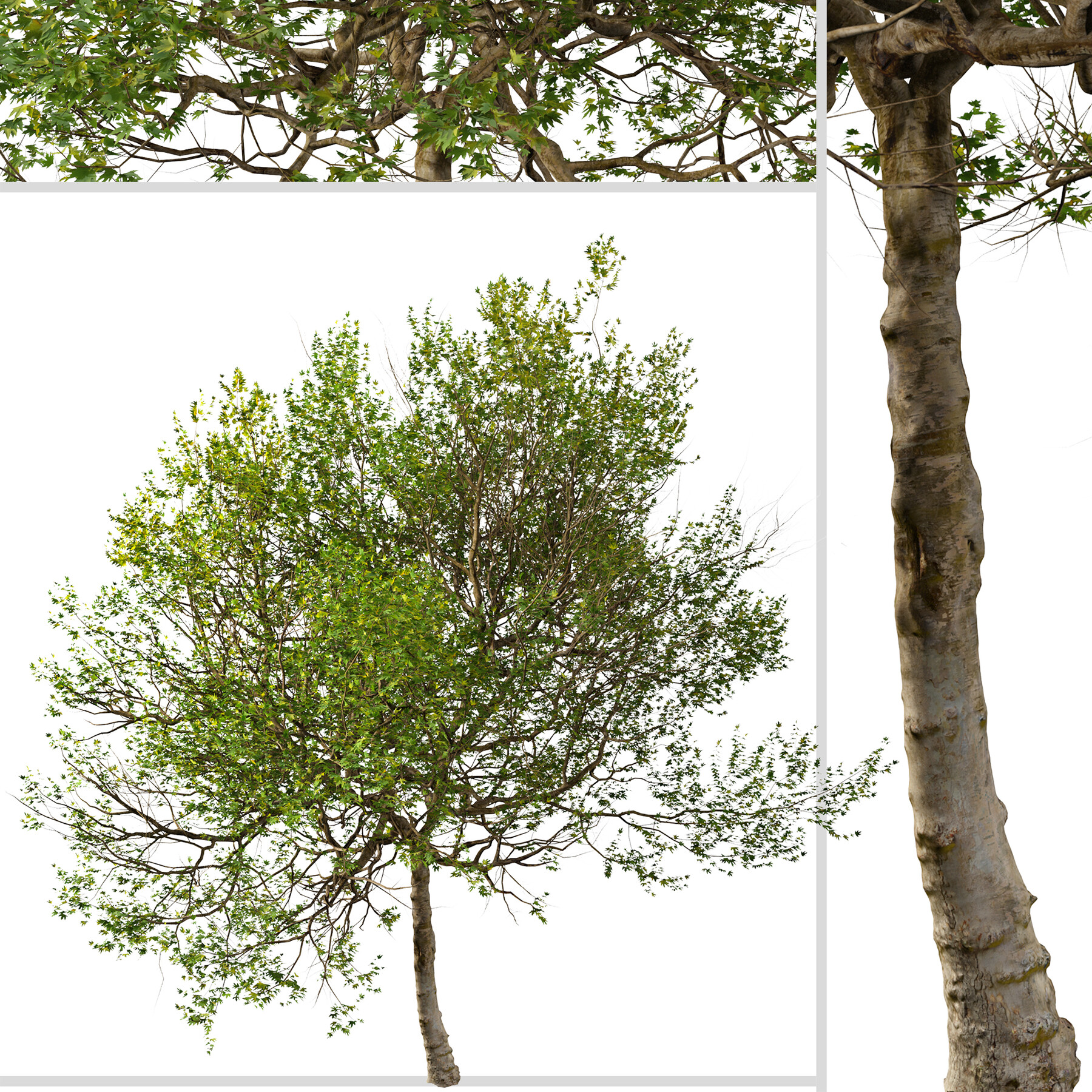 ArtStation - Set of Western sycamore Tree ( Platanus racemosa ) ( 2 ...