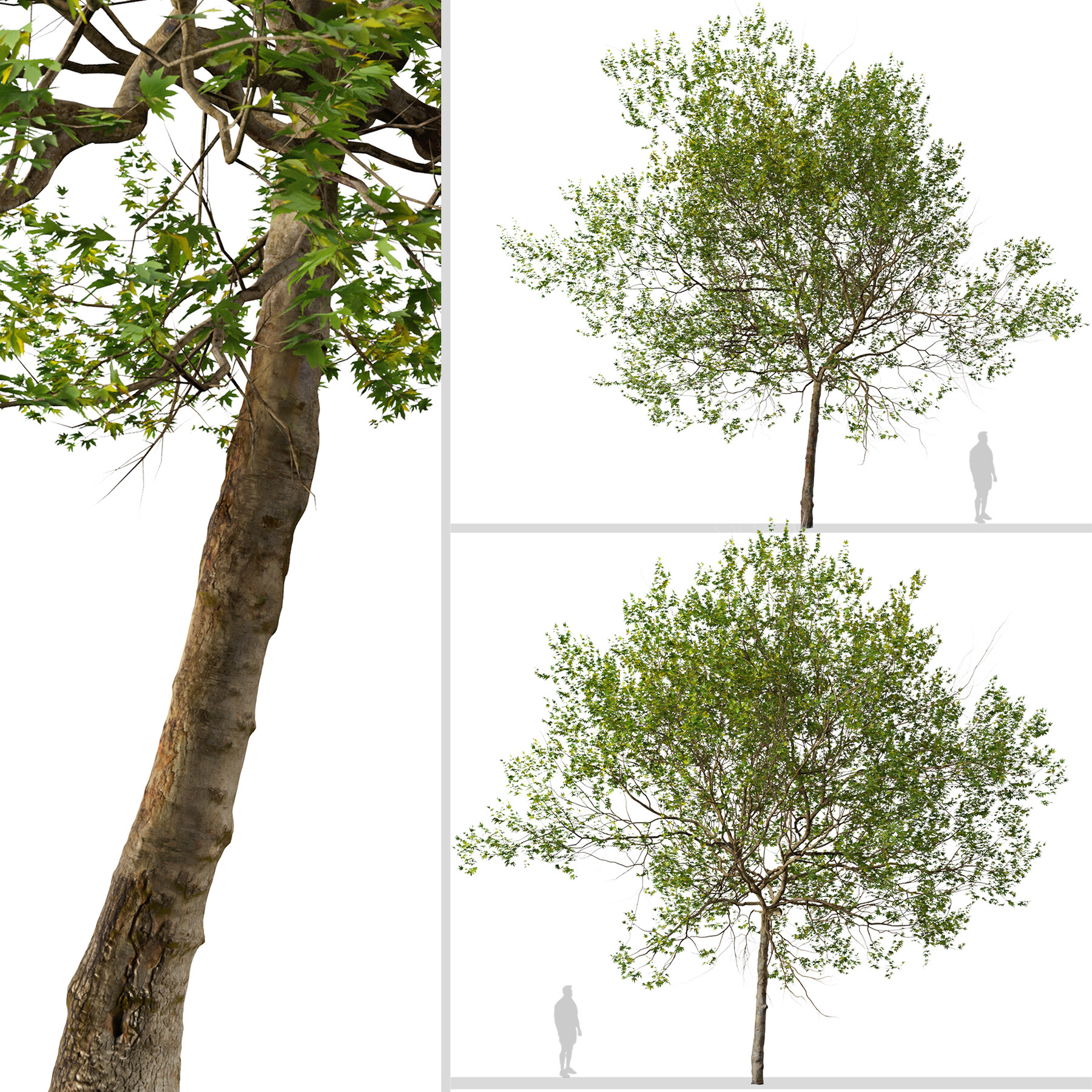 ArtStation - Set of Western sycamore Tree ( Platanus racemosa ) ( 2 ...