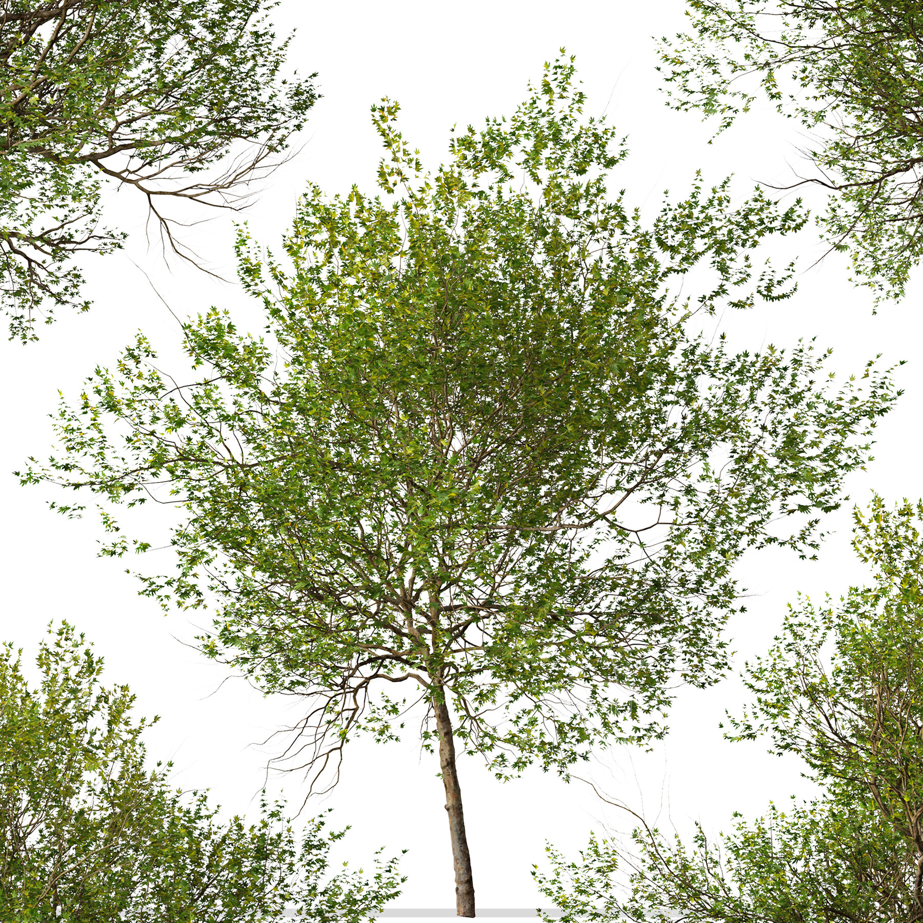 ArtStation - Set of Western sycamore Tree ( Platanus racemosa ) ( 2 ...