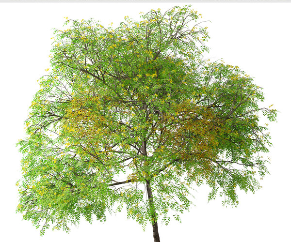 ArtStation - Set of Cassia leptophylla Tree (Gold Medallion) (2 Trees ...