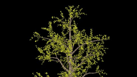 ArtStation - tree | Game Assets