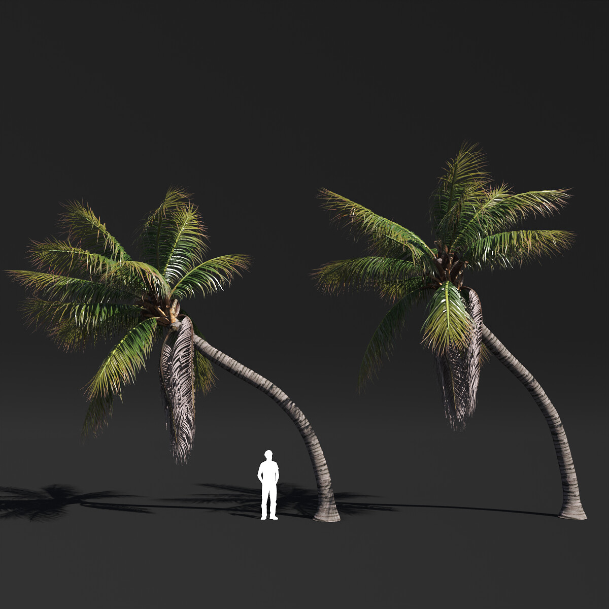 ArtStation - COCONUT TREE VOLUME PACK 02 | Resources