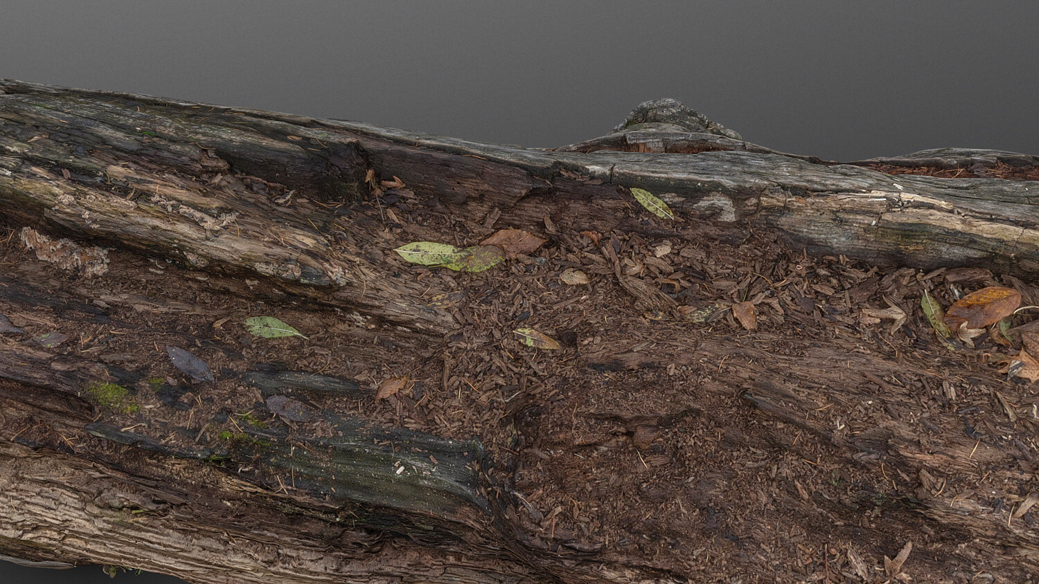 ArtStation - Old fallen tree trunk scan | Game Assets