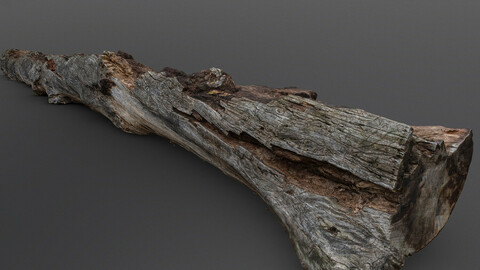 ArtStation - Old fallen tree trunk scan | Game Assets