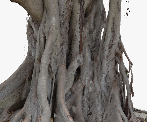 ArtStation - Giant Ficus Tree #1 Textures 5x16k \ 5x24k 3D Model RAW 3D ...